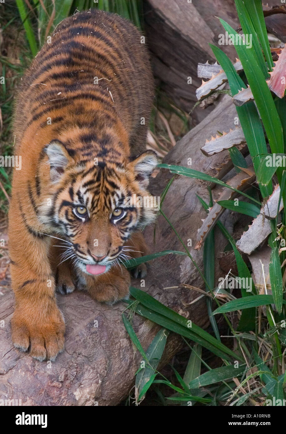 Six month old Sumatran tiger cub at the Los Angeles Zoo Stock Photo - Alamy