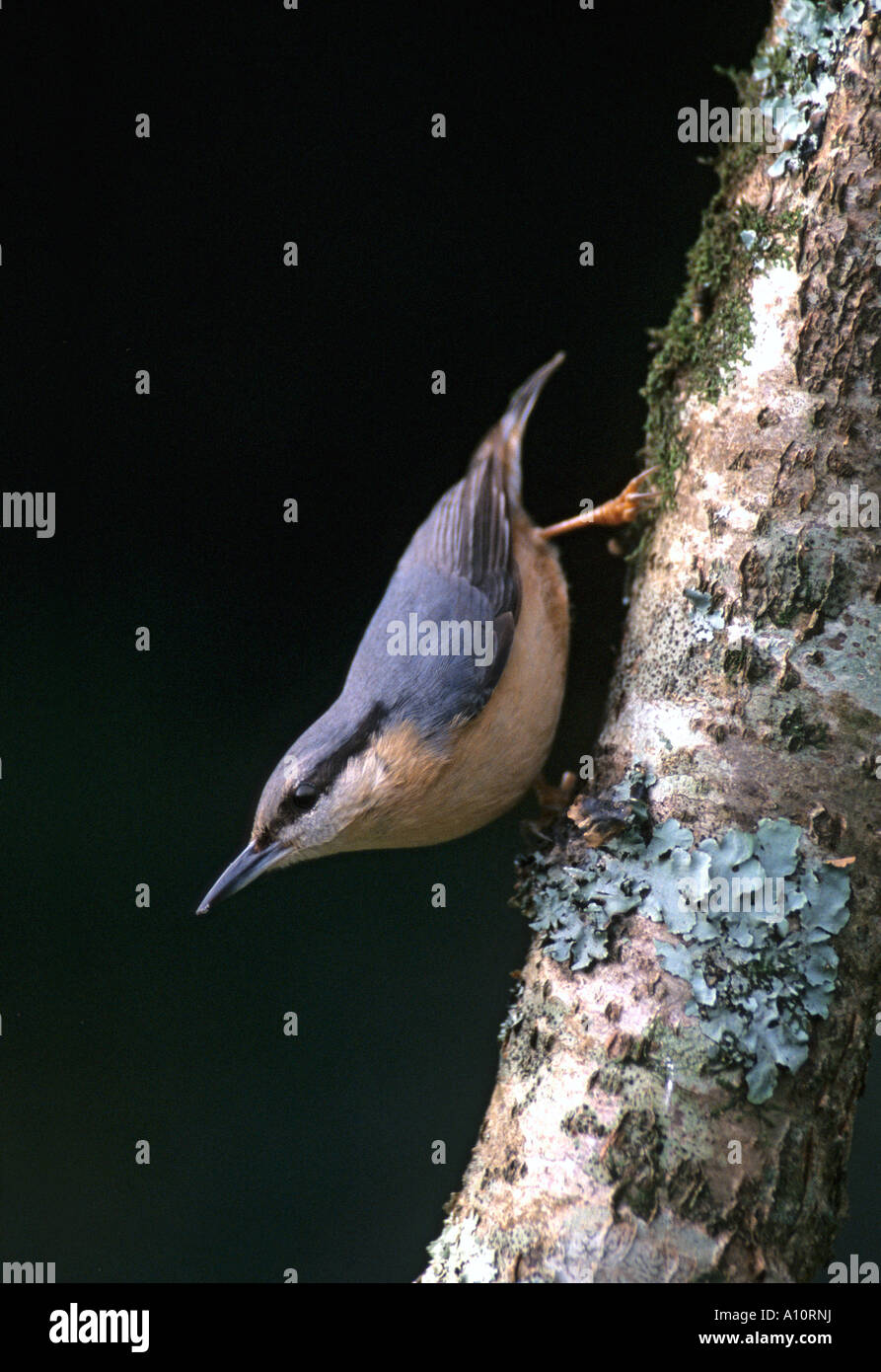 nuthatch Sitta europaea on tree trunk Cornwall Stock Photo - Alamy