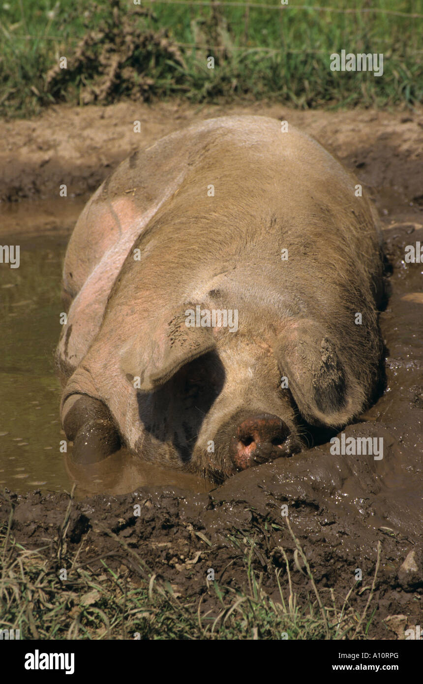 Large white pig hi-res stock photography and images - Alamy