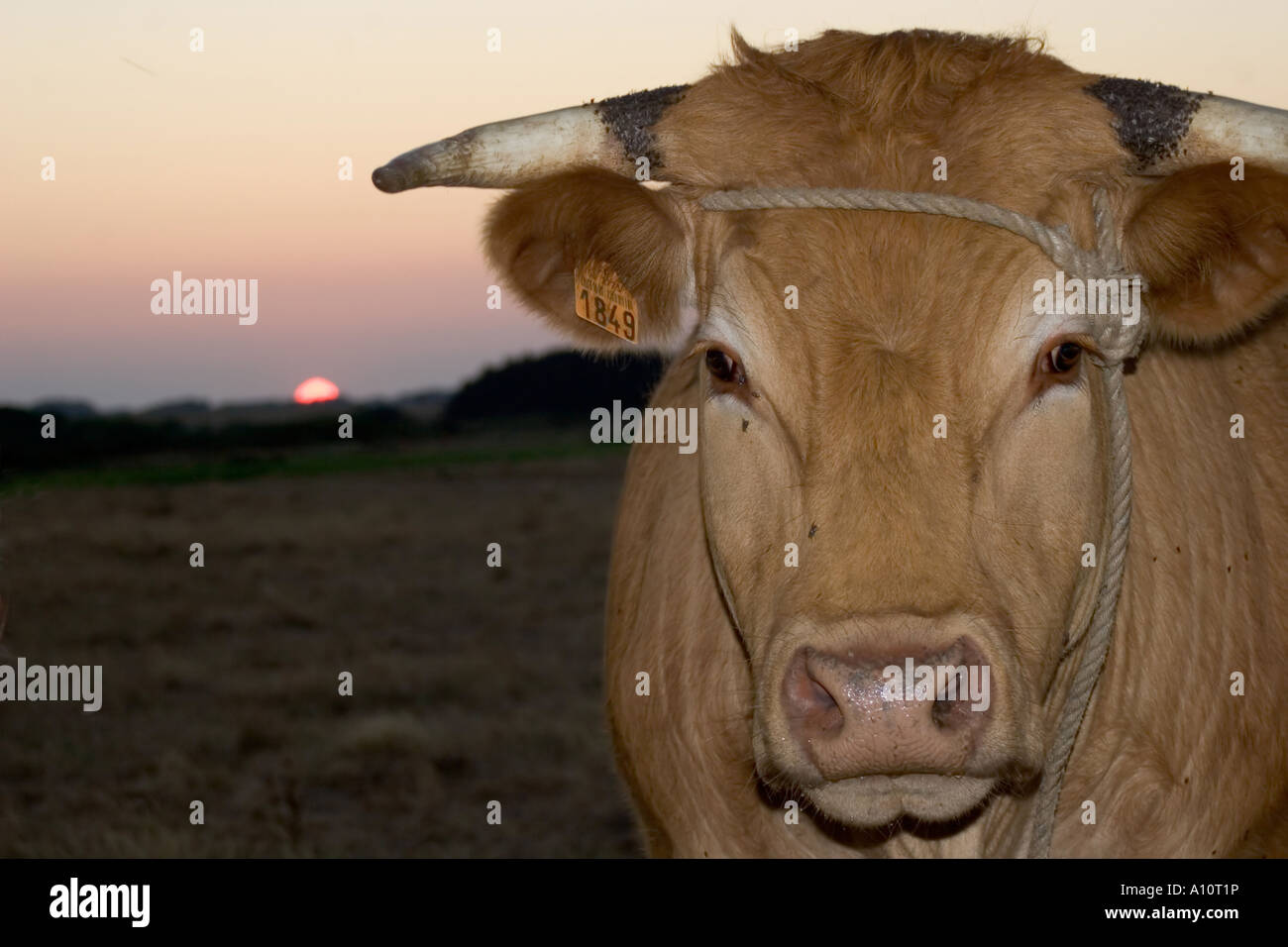 cow during the sunset Stock Photo - Alamy