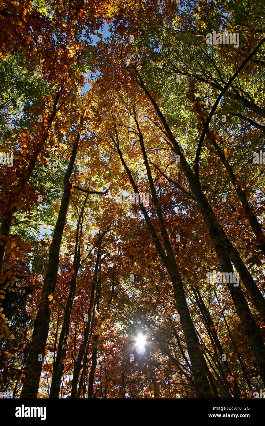 Dead elm trees hi-res stock photography and images - Alamy