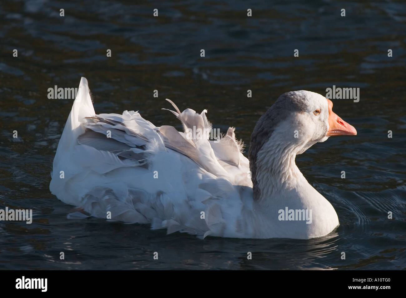 Goose with curling feathers Stock Photo - Alamy