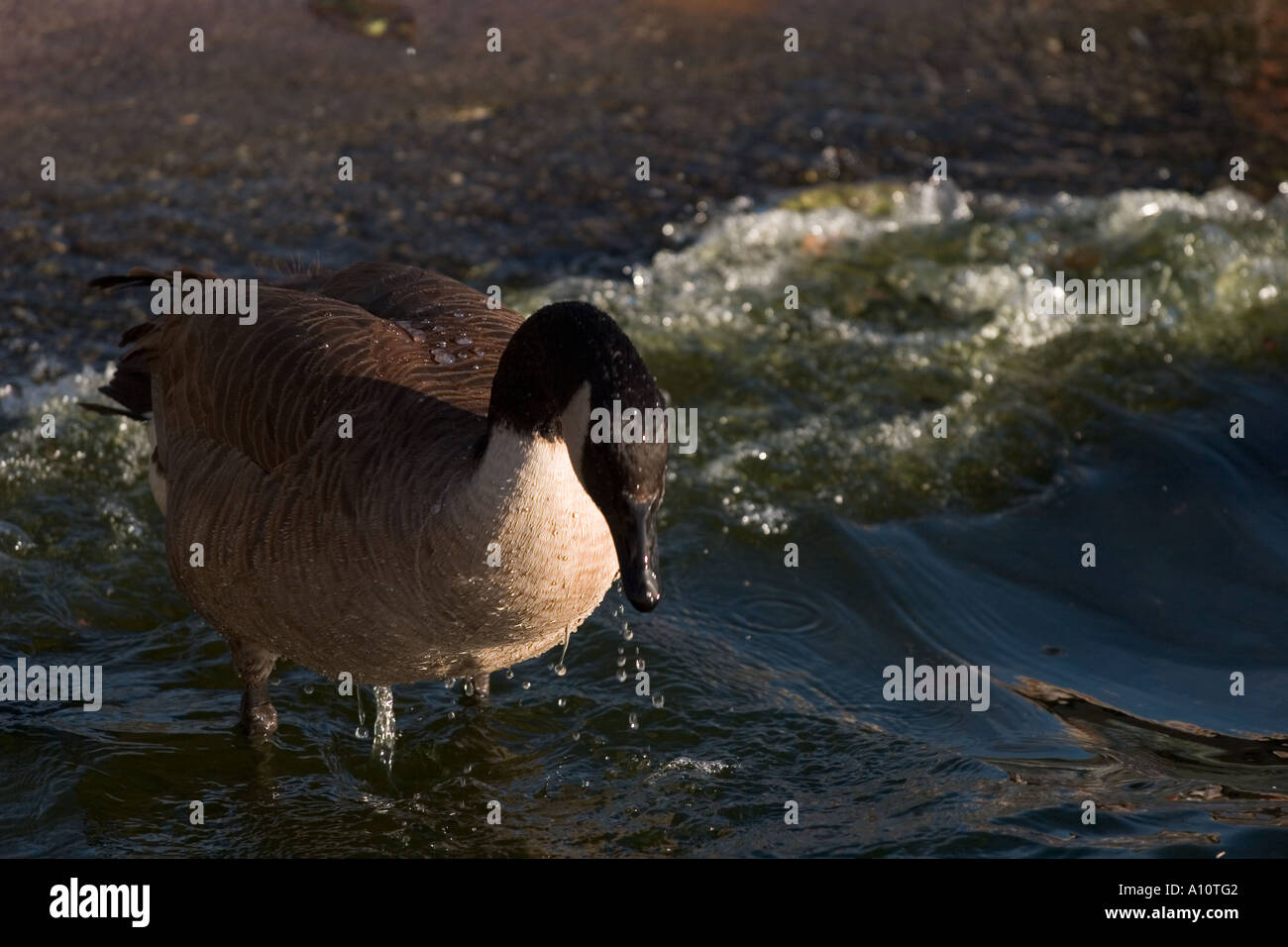 This Canadian goose is dripping wet after dunking it s head underwater ...