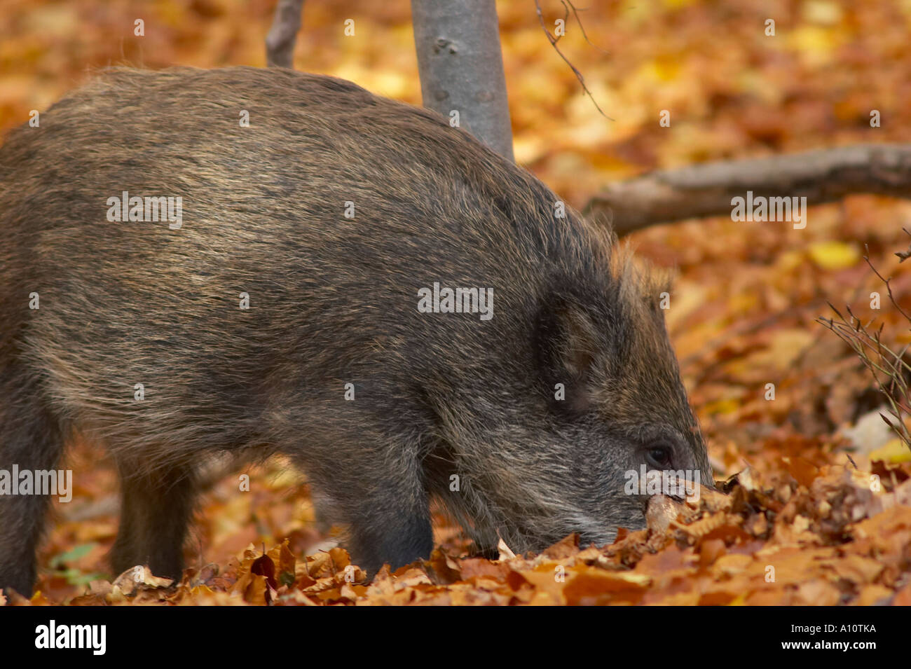 wild pig searching through forest soil for something to eat Stock Photo ...