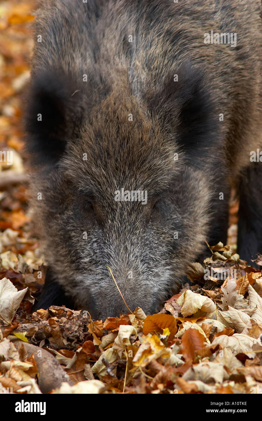wild pig searching through forest soil for something to eat Stock Photo ...