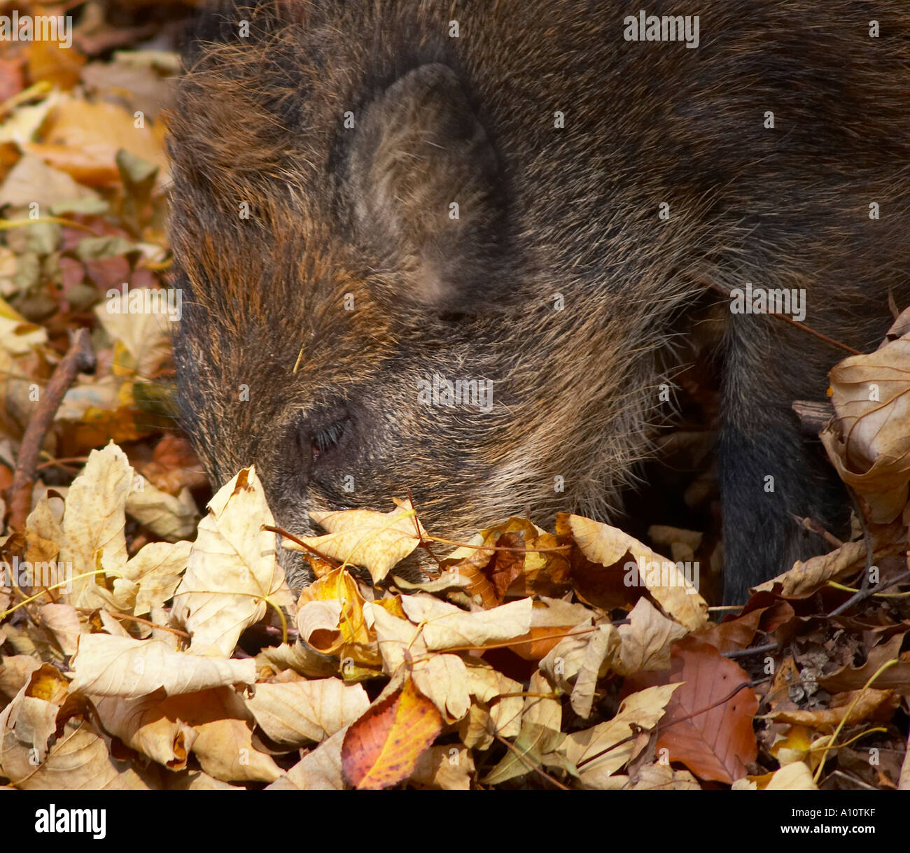 wild pig searching through forest soil for something to eat Stock Photo ...