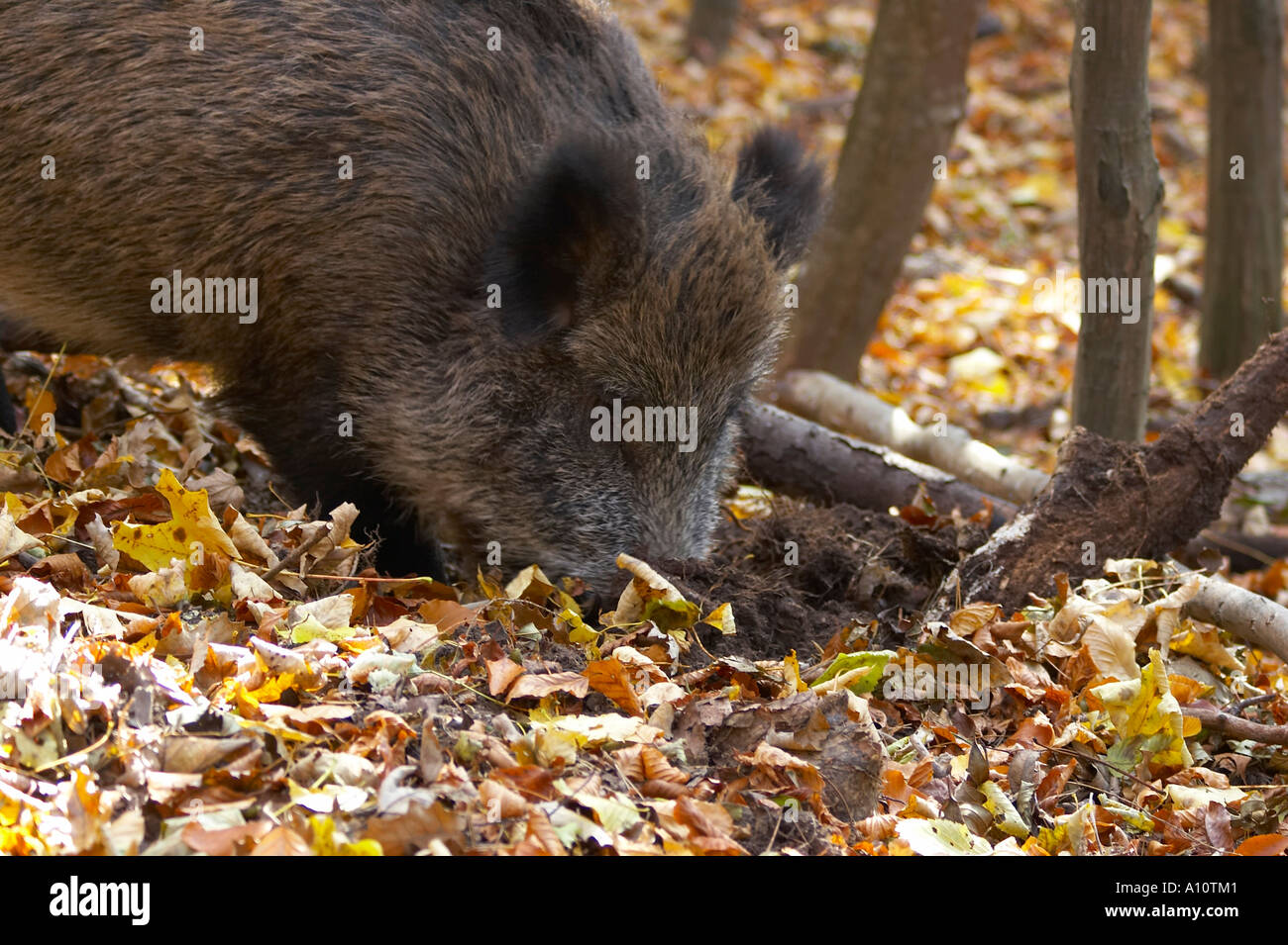 wild pig searching through forest soil for something to eat Stock Photo ...