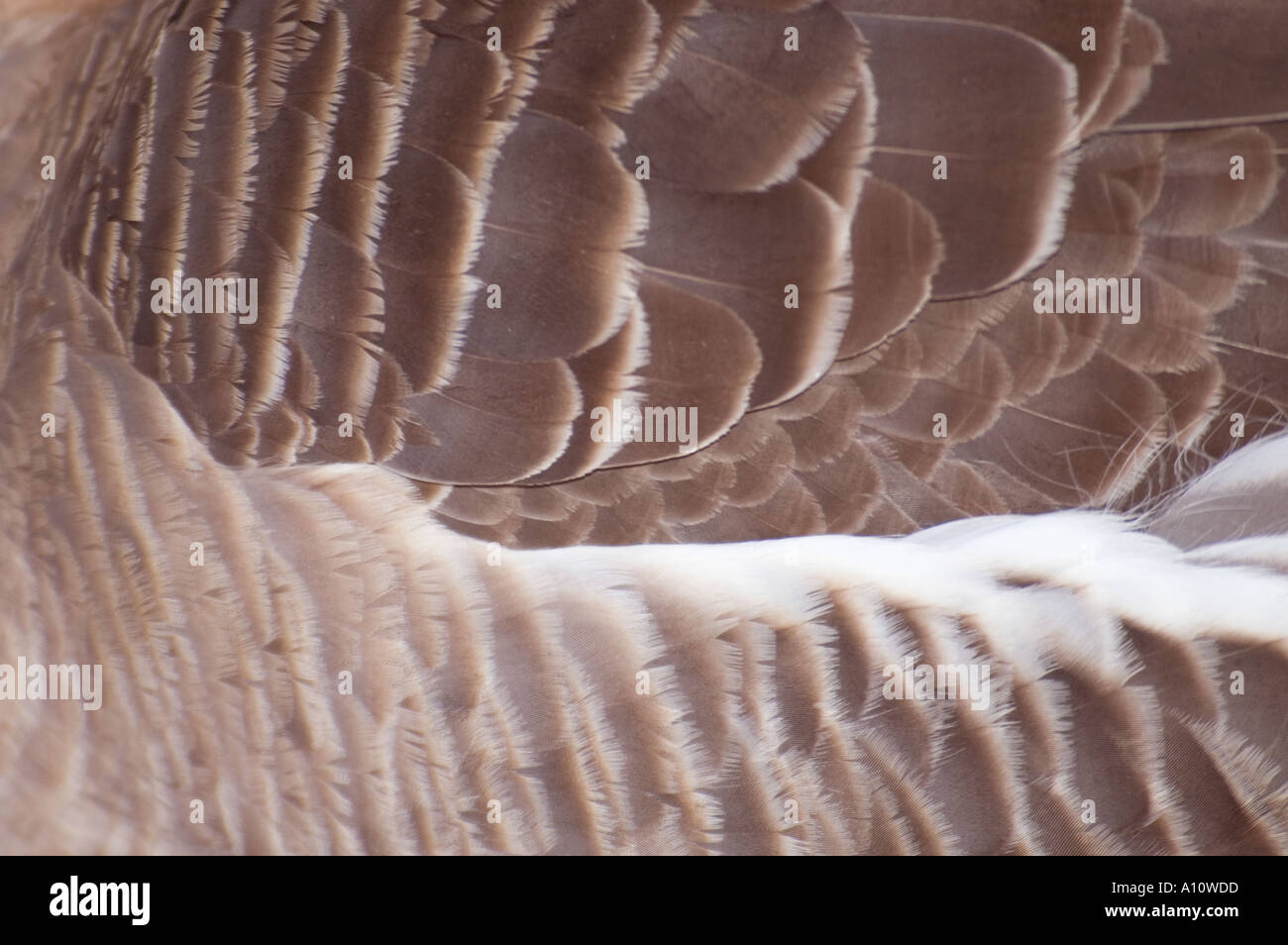 Carole robertson hi-res stock photography and images - Alamy