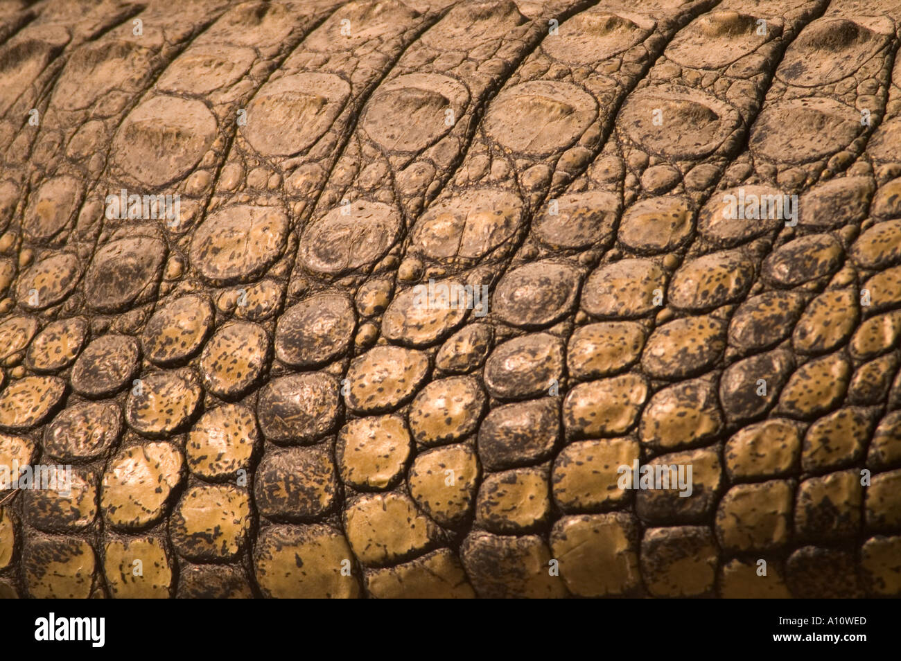 Crocodile Skin Close Up Stock Photo - Alamy