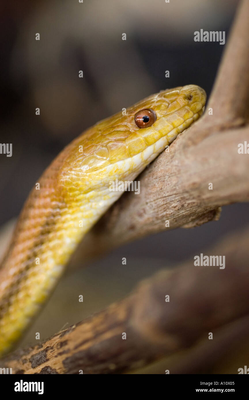 An everglades rat snake hi-res stock photography and images - Alamy
