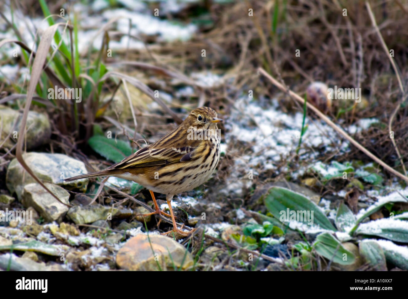 Pipits of europe hi-res stock photography and images - Alamy