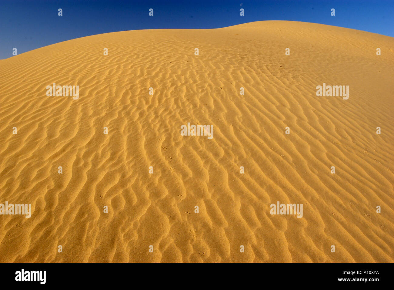 Thar Desert, Sam Sand Dunes, Jaisalmer, Rajasthan, India, Asia Stock ...