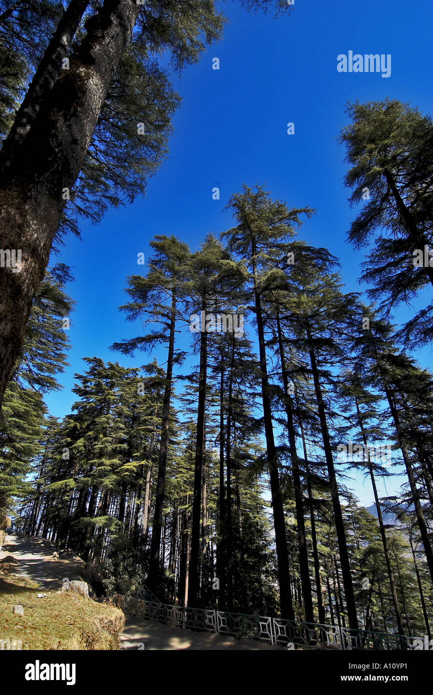 Deodar Cedar Trees, Dhanaulti, Mussoorie, Tehri Garhwal, Uttarakhand ...