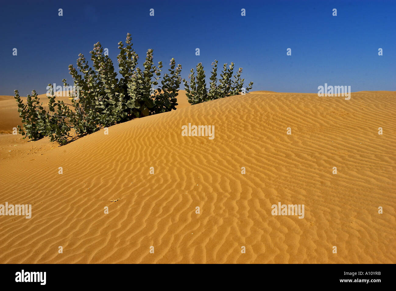 Desert Plant, Thar Desert, Sam Sand Dunes, Jaisalmer, Rajasthan, India ...