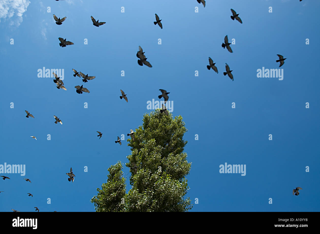 Pigeons fly hi-res stock photography and images - Alamy