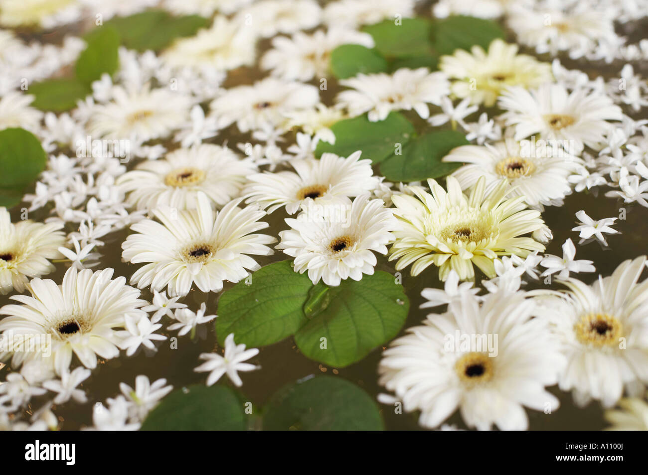 Floating stamen hi-res stock photography and images - Alamy