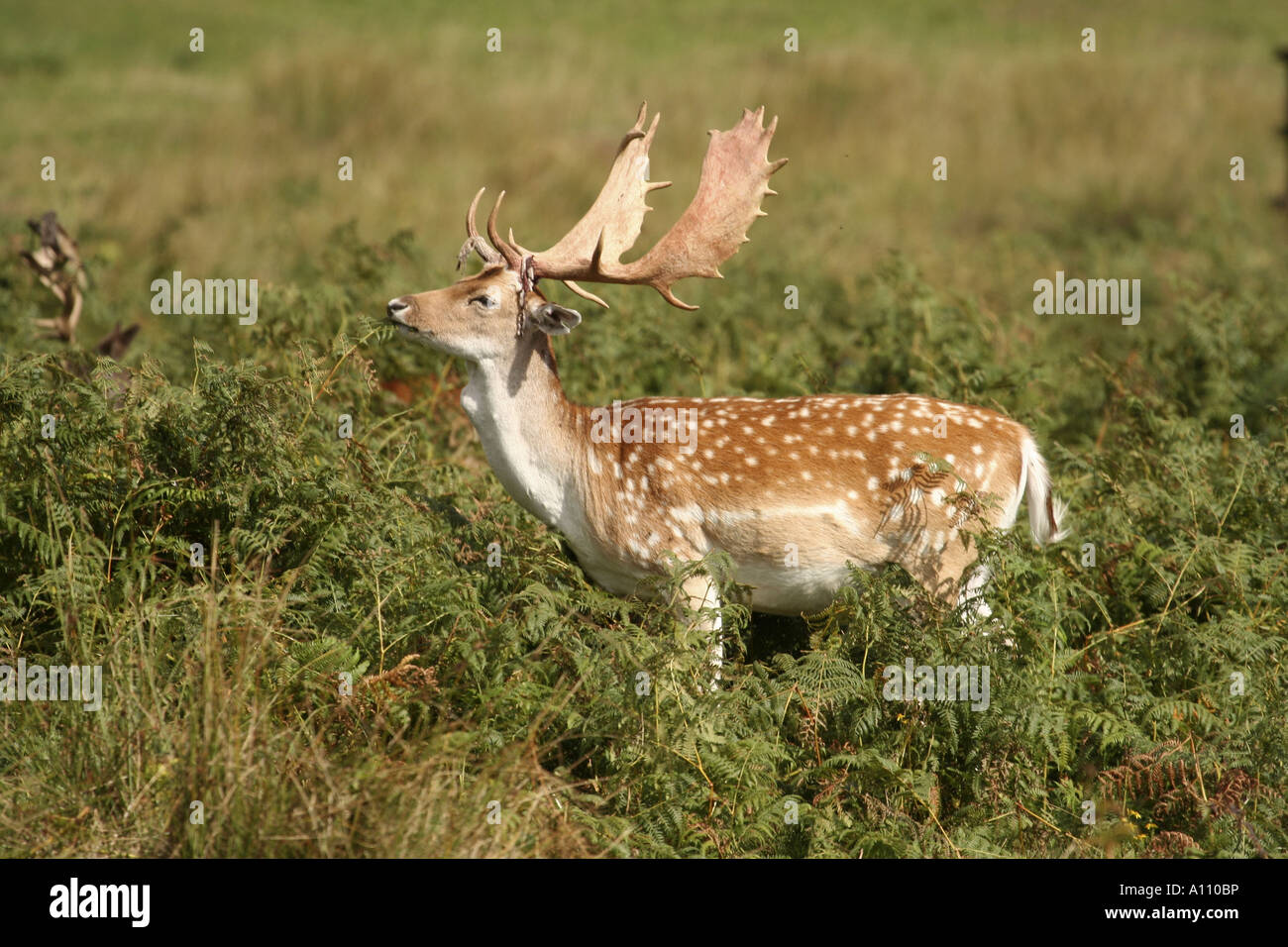 male Fallow Deer eating ferns Stock Photo - Alamy