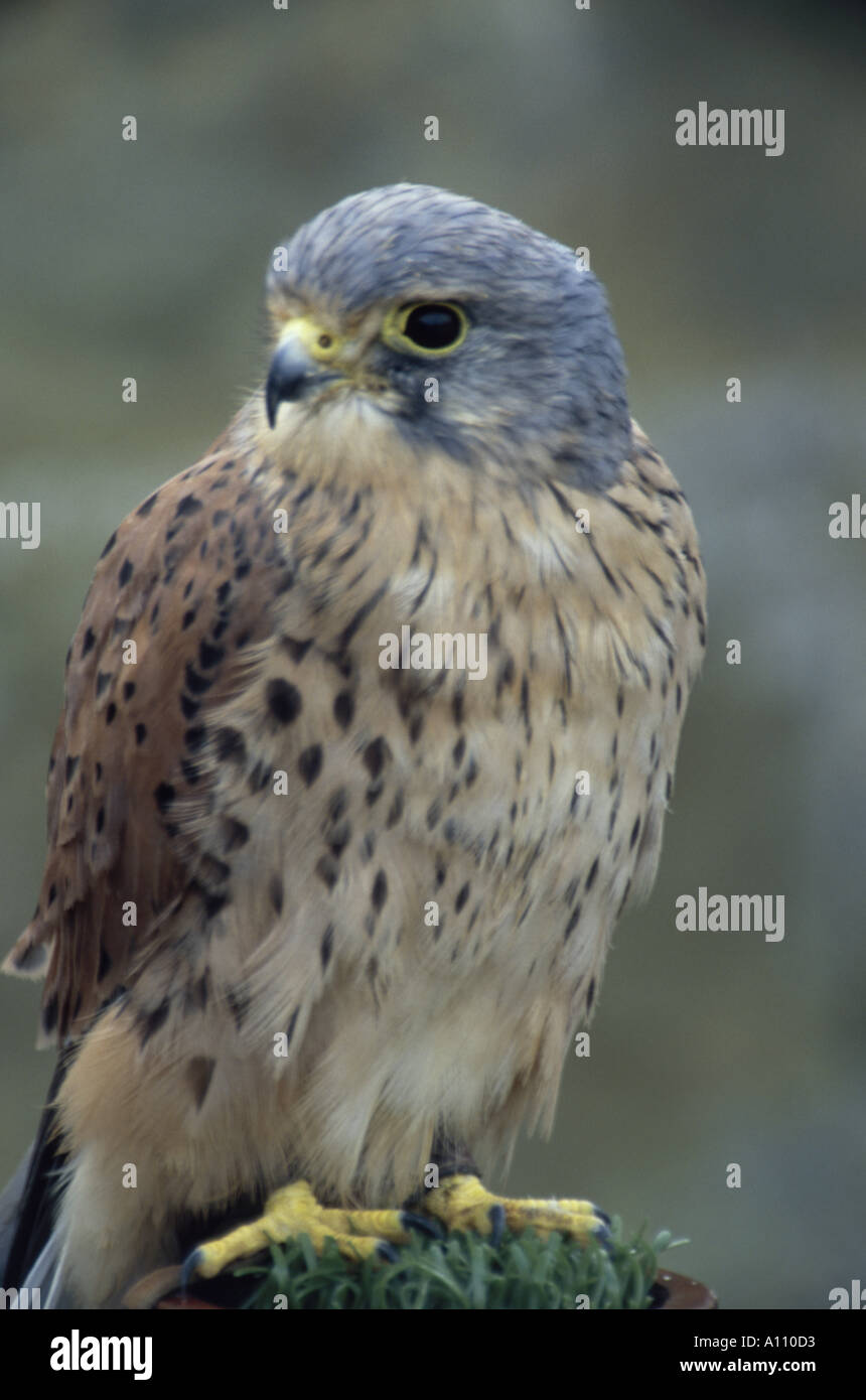 Portrait format kestrel hi-res stock photography and images - Alamy