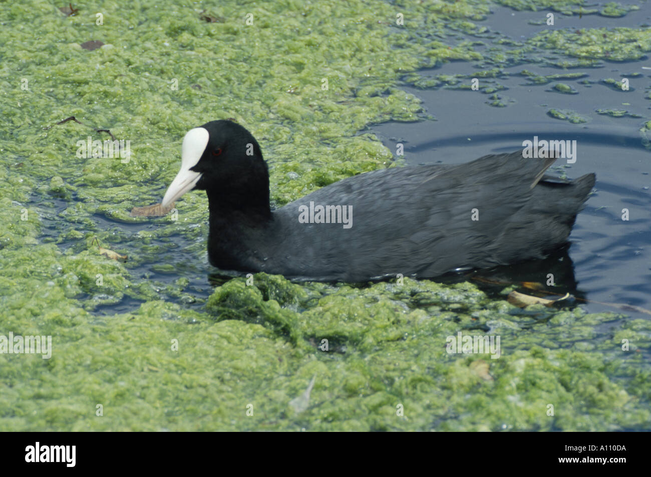 Coote hi-res stock photography and images - Alamy