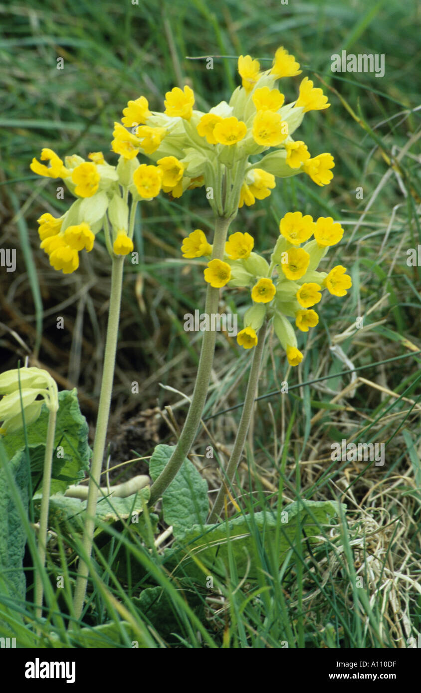 Cowslip portrait hi-res stock photography and images - Alamy