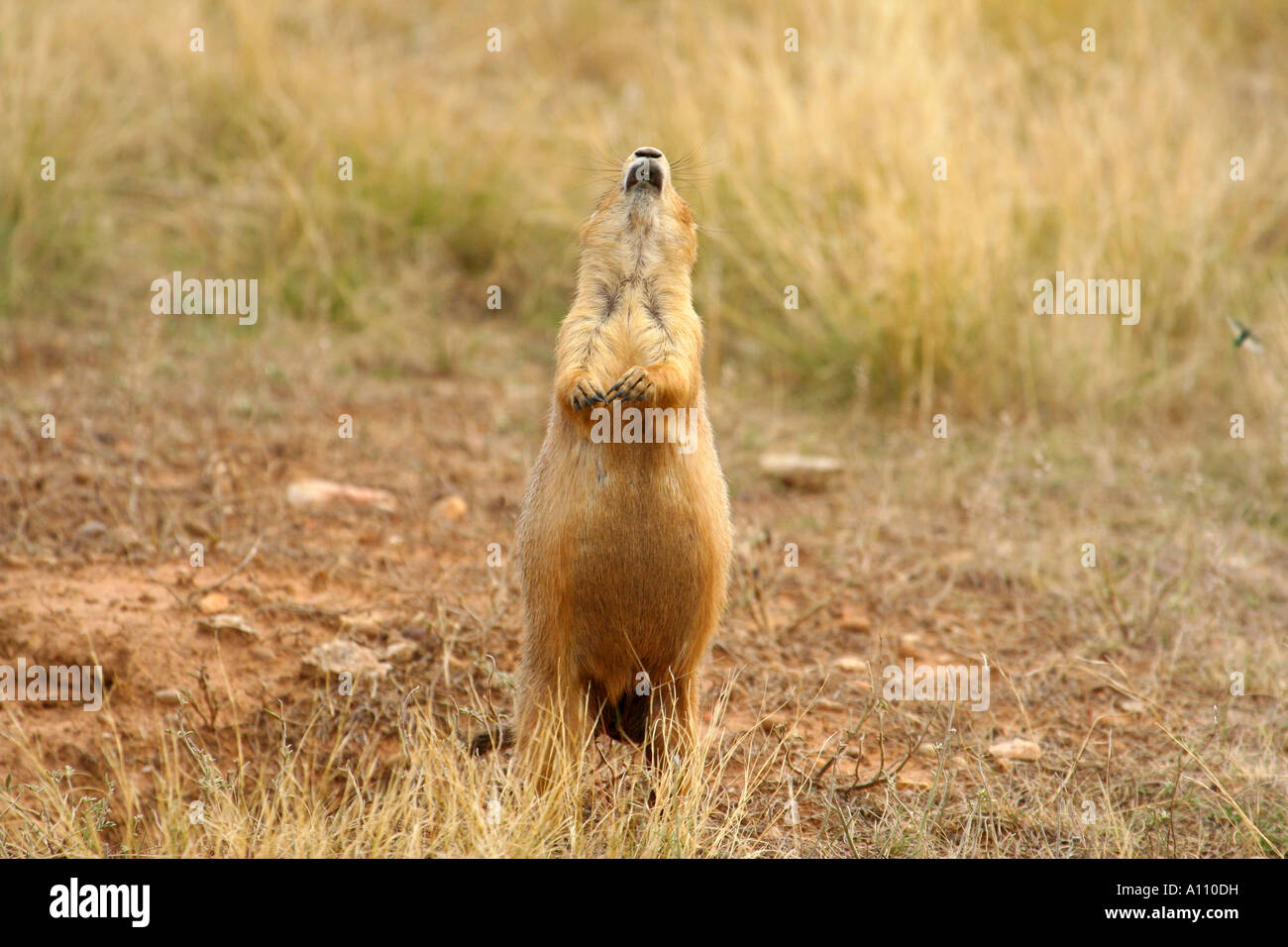 Dog alarm hi-res stock photography and images - Alamy