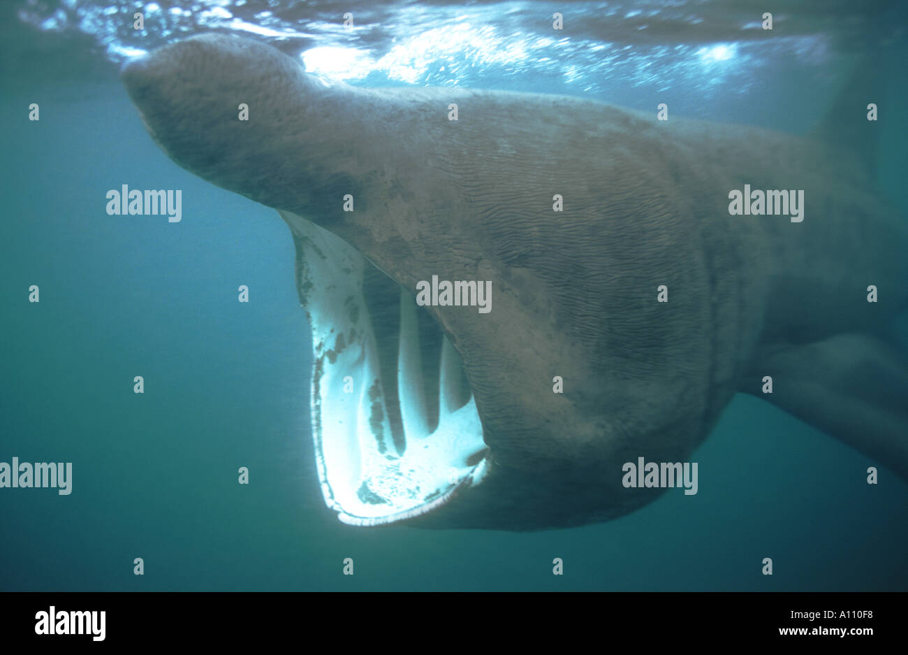 Basking shark uk hi-res stock photography and images - Alamy