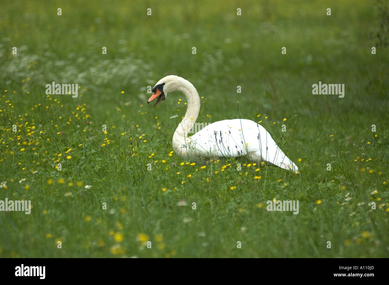 Swan lake white romantic sunset hi-res stock photography and images - Alamy