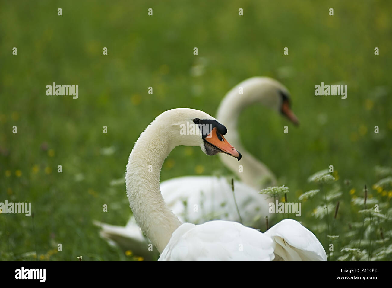 Swan lake white romantic sunset hi-res stock photography and images - Alamy