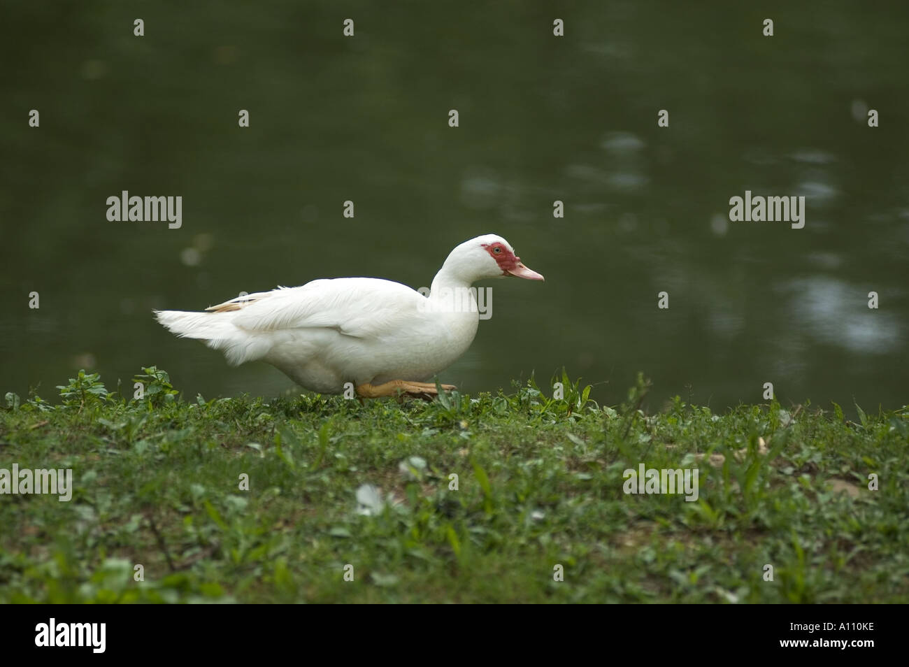 White goose mallard duck hi-res stock photography and images - Alamy