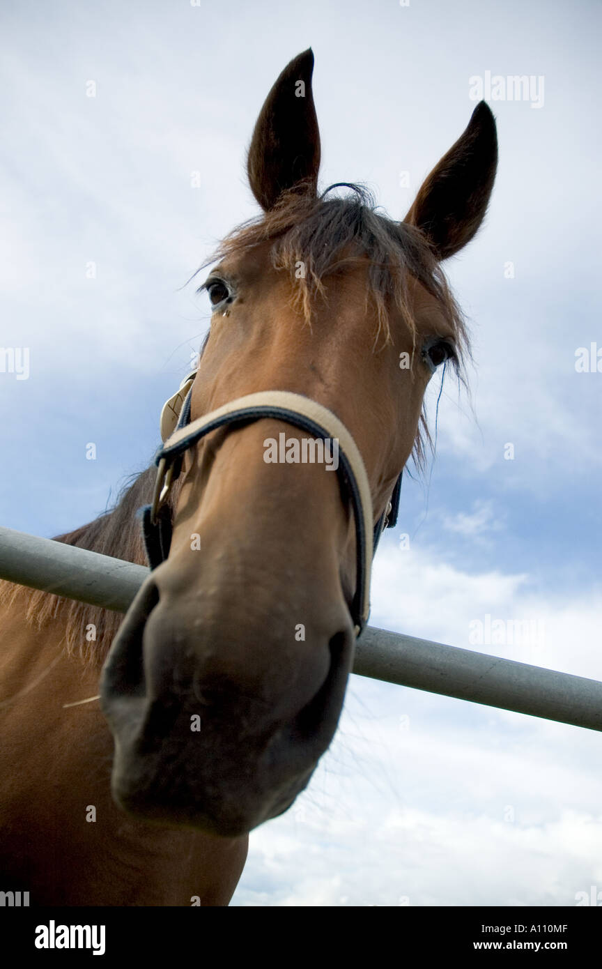 horse in the field Stock Photo - Alamy