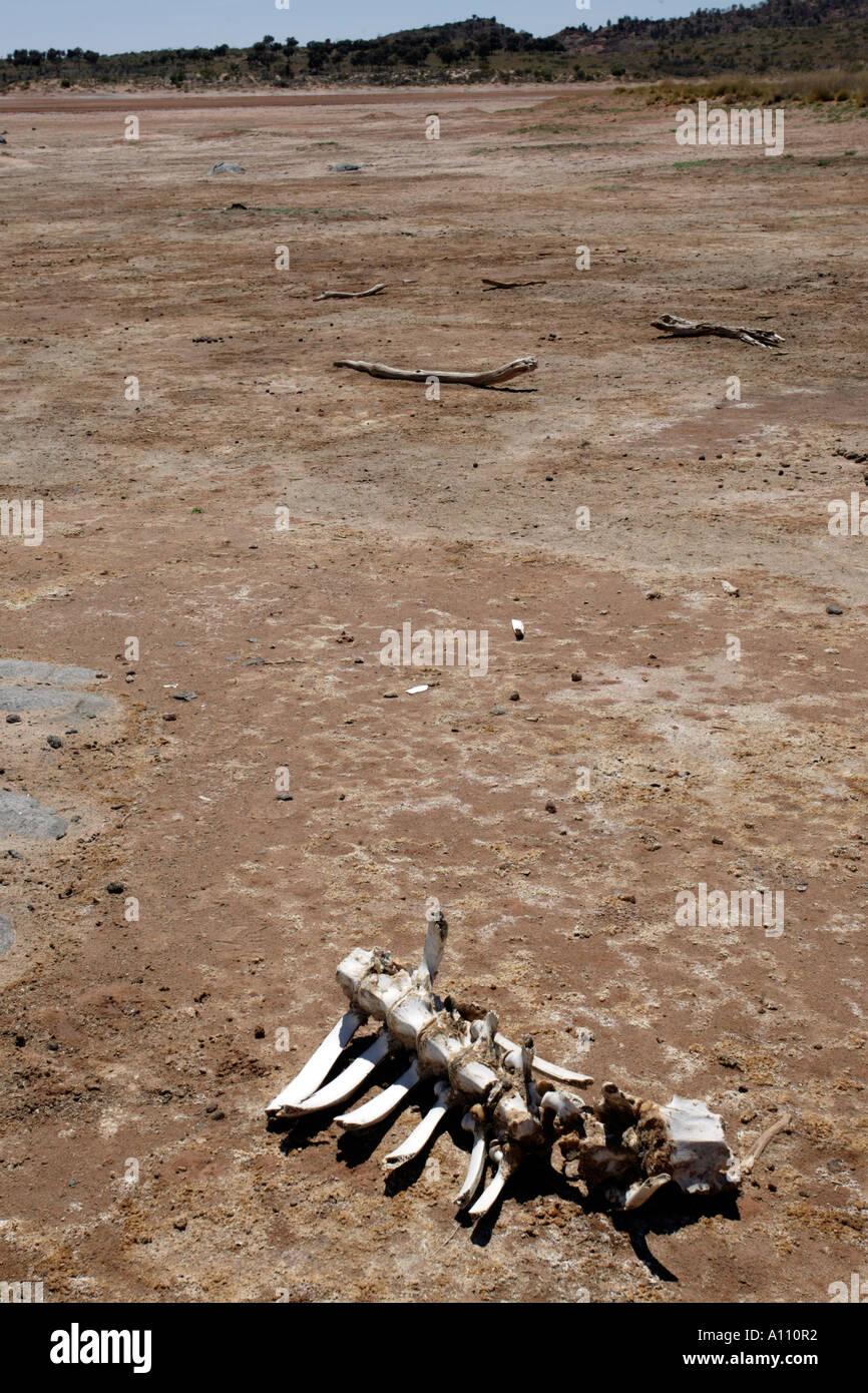 Camel Skeleton Stock Photos & Camel Skeleton Stock Images - Alamy