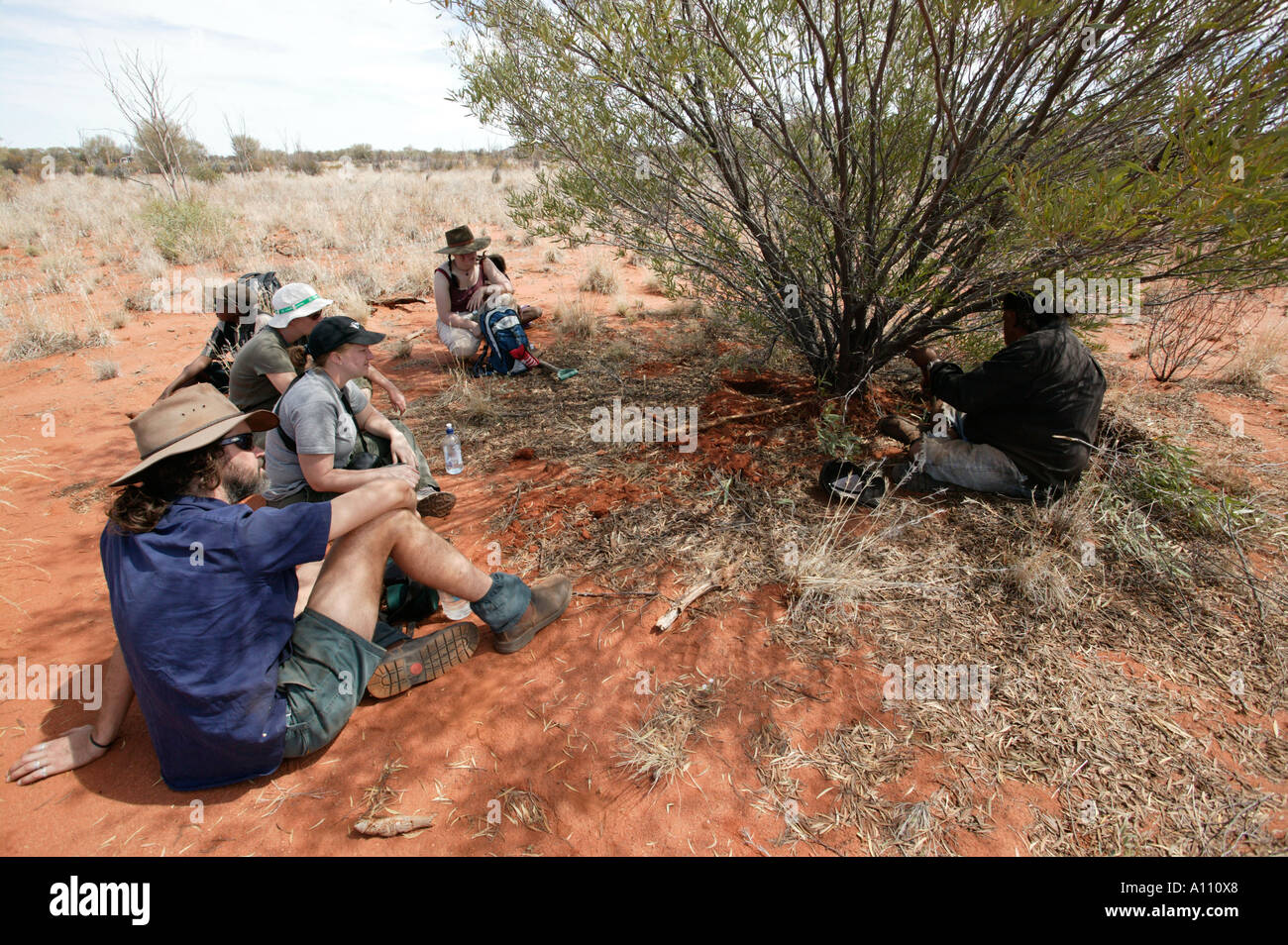 Aboriginal woman pulls a witchetty grub from the root of a witchetty ...