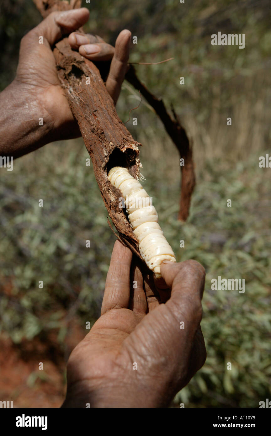 Witchetty grub australia hi-res stock photography and images - Alamy