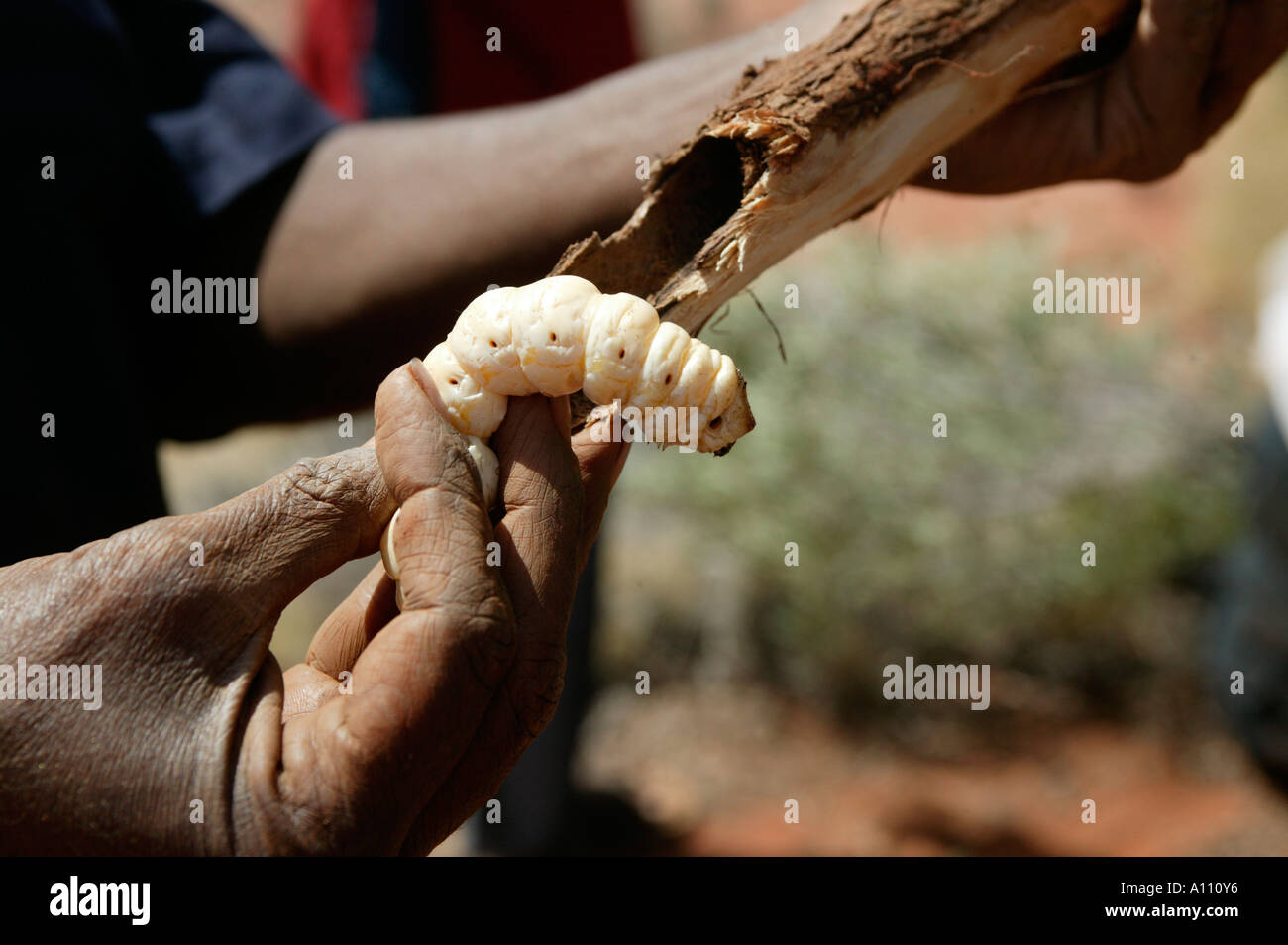 Witchetty grub hi-res stock photography and images - Alamy