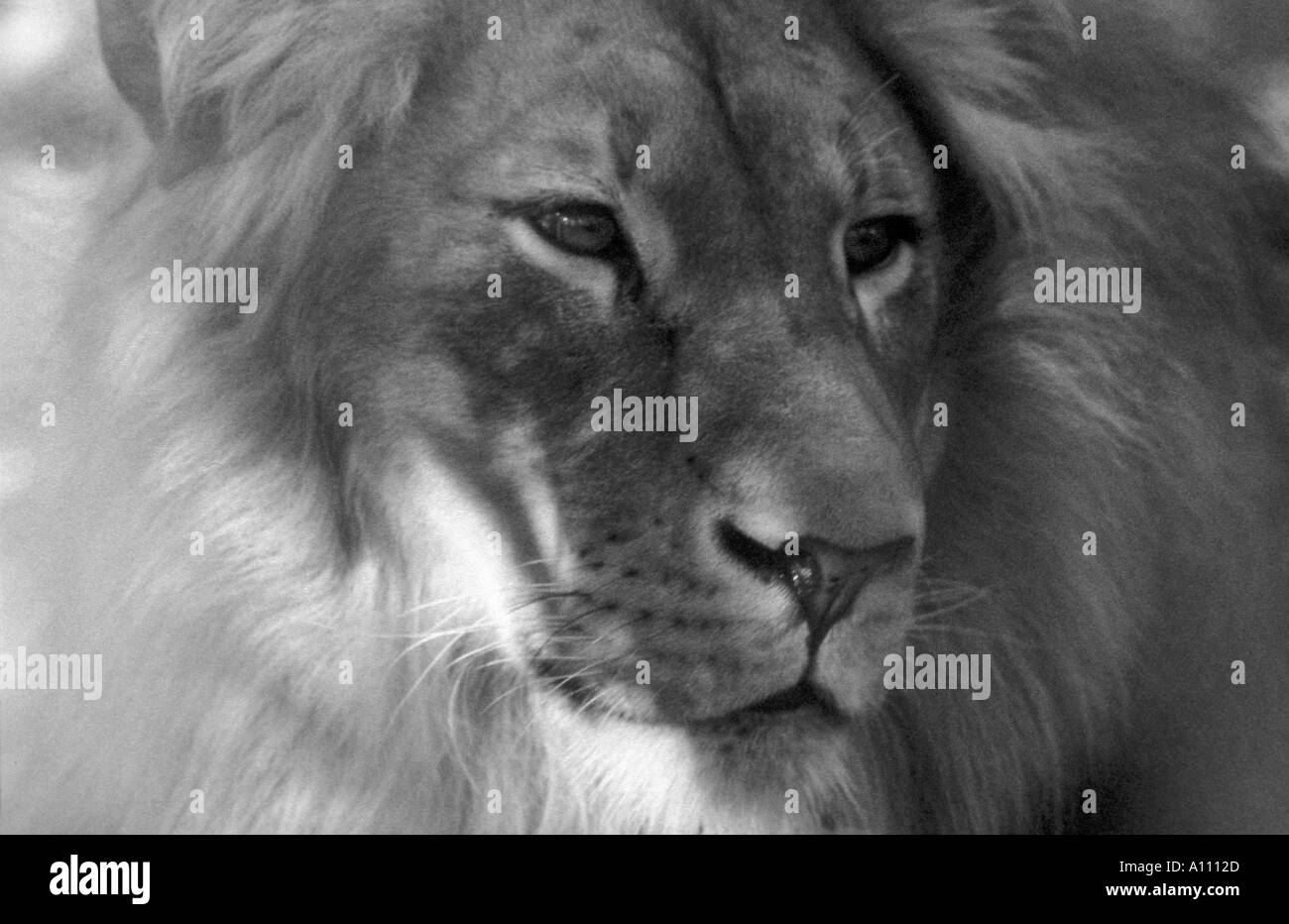 lion at sunset Stock Photo - Alamy