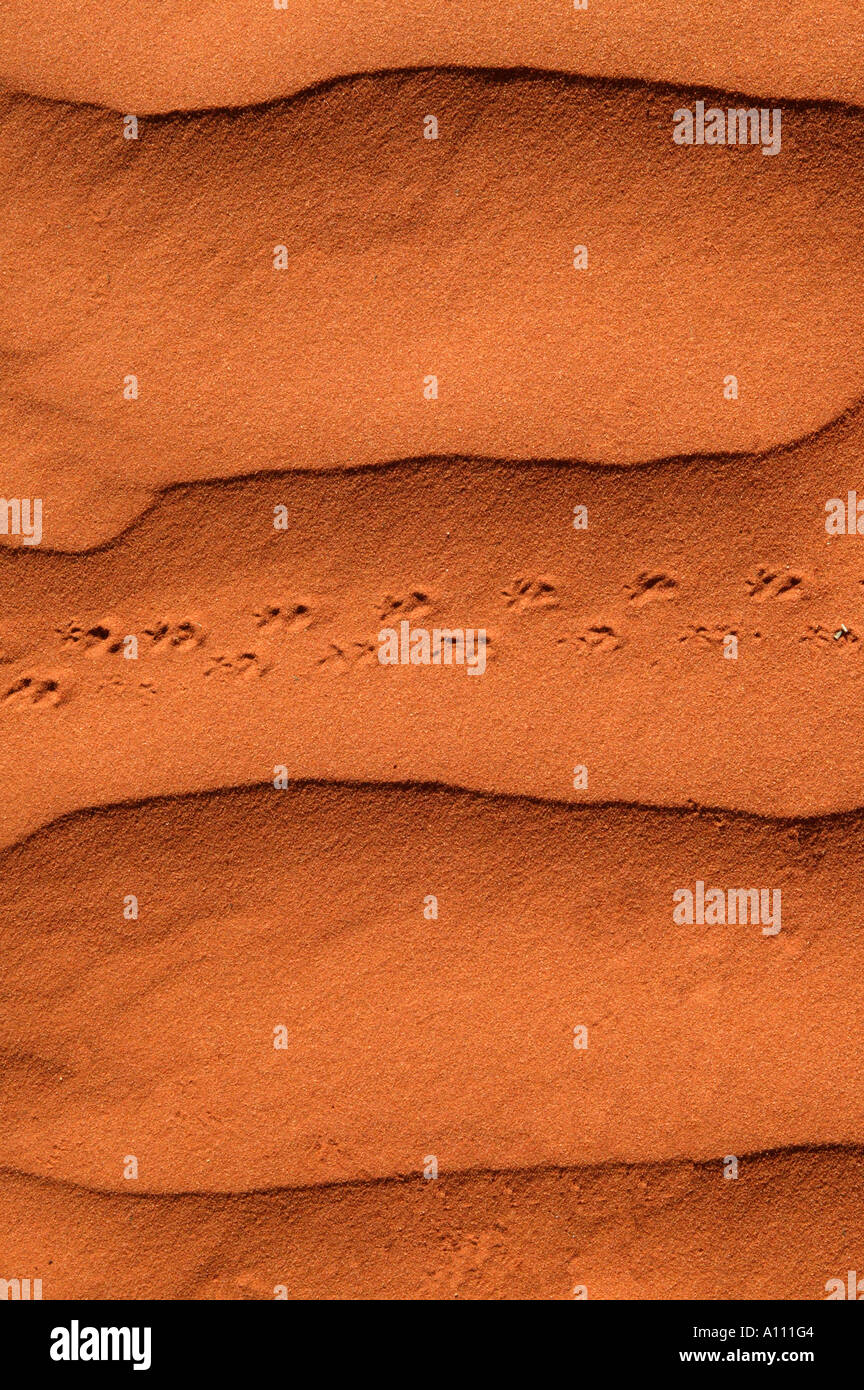 Lizard tracks in red sand dunes, Red Centre near Alice Springs ...