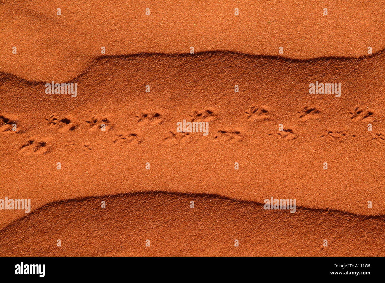Lizard tracks in red sand dunes, Red Centre near Alice Springs ...