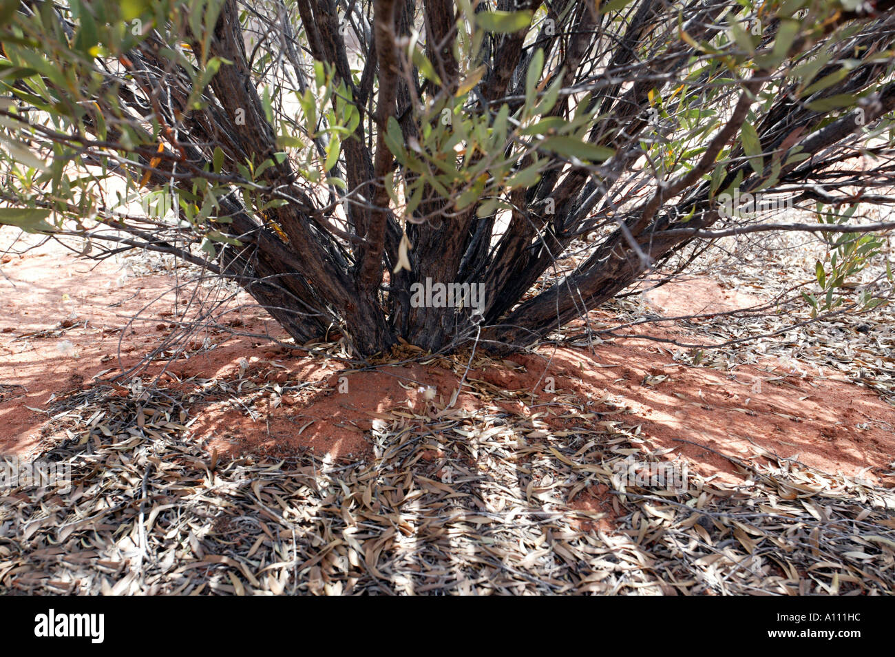 A witchetty bush, home to witchetty grubs, Simpson Desert, Northern ...