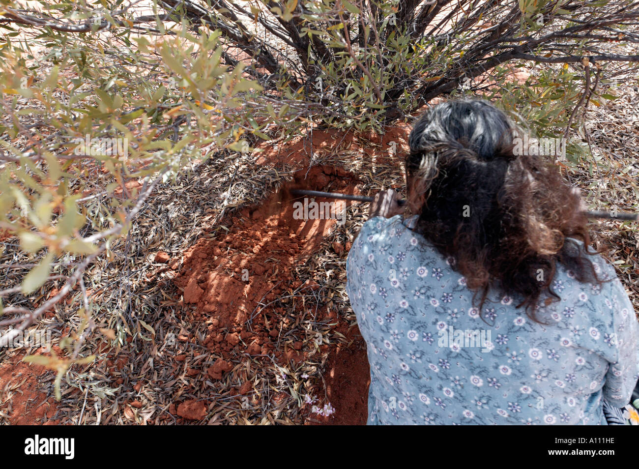 Aboriginal woman pulls a witchetty grub from the root of a witchetty ...