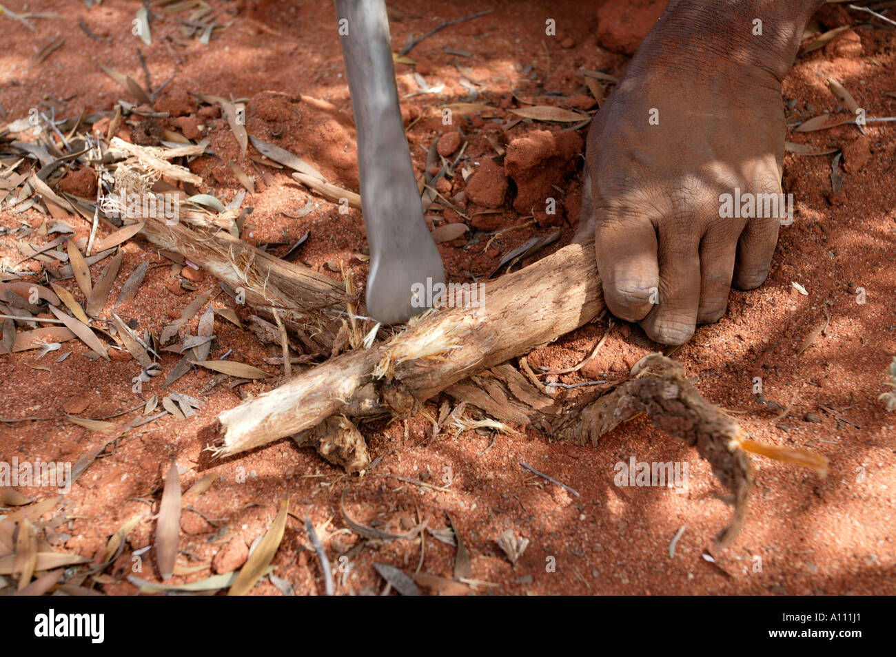 Aboriginal woman pulls a witchetty grub from the root of a witchetty ...