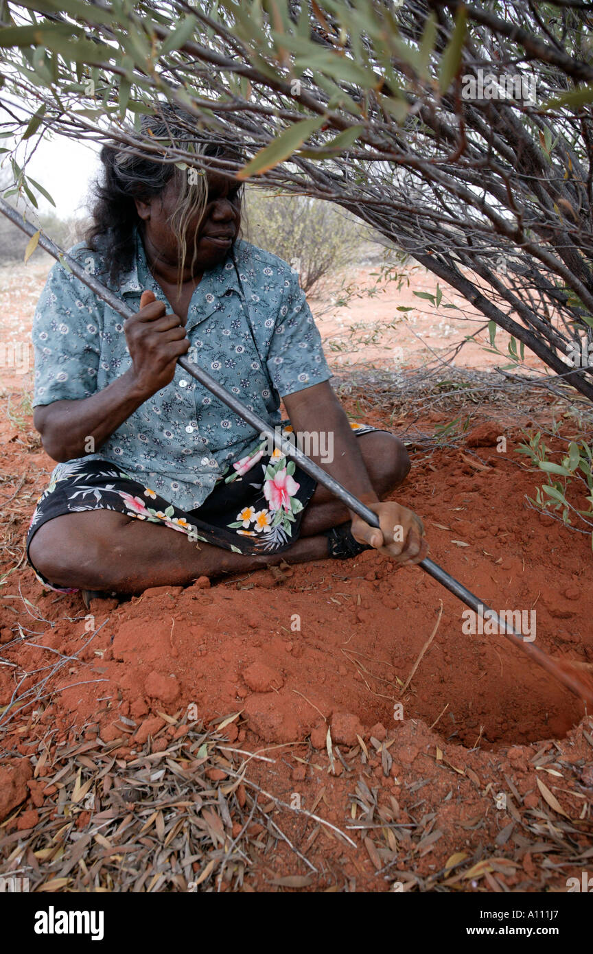 Witchetty grub hi-res stock photography and images - Alamy
