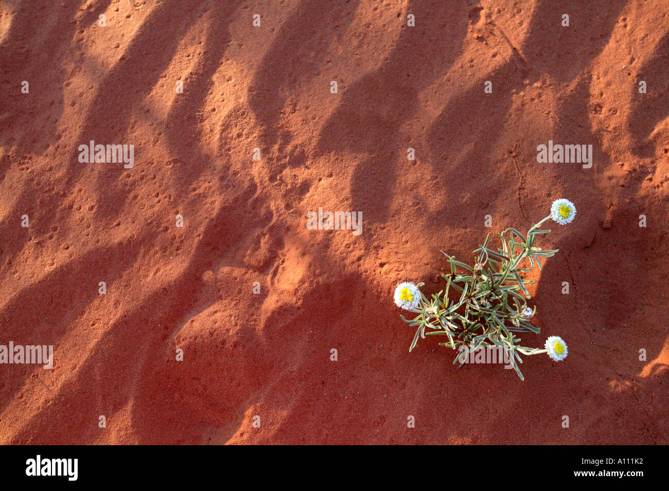 A flower grows in red sand, Simpson Desert, Northern Territory ...