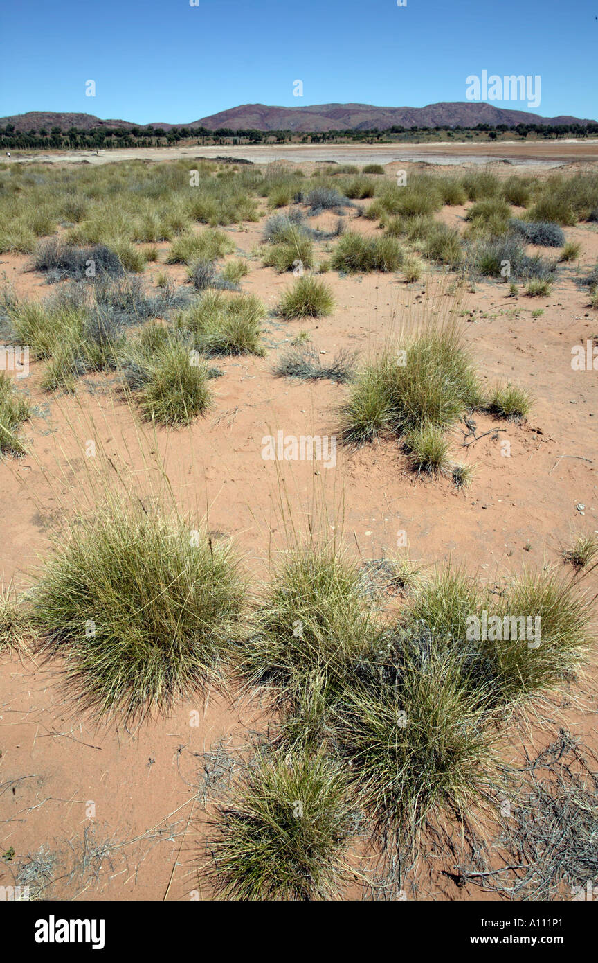 Spinifex grass, Red Centre, Australia Stock Photo - Alamy