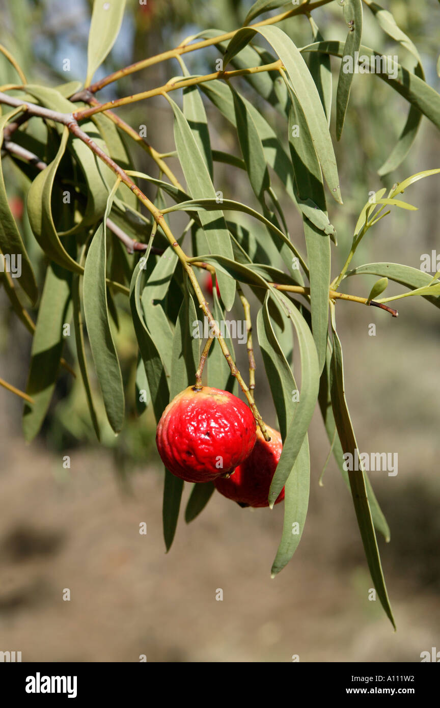 Desert quandong / wild peach near Uluru, Ayers Rock, Red Centre ...