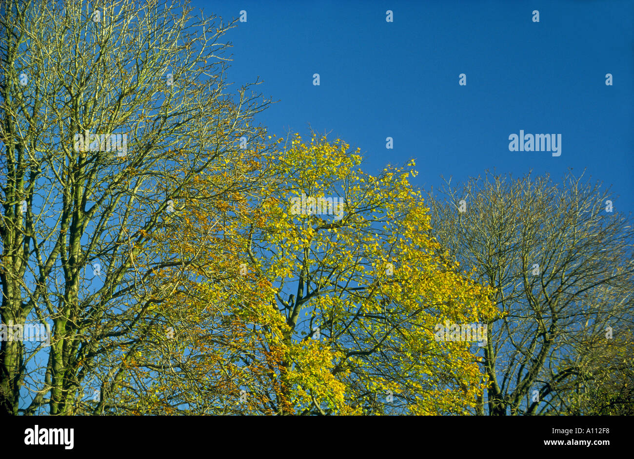 Autumn trees Bentley Priory Harrow UK Stock Photo - Alamy