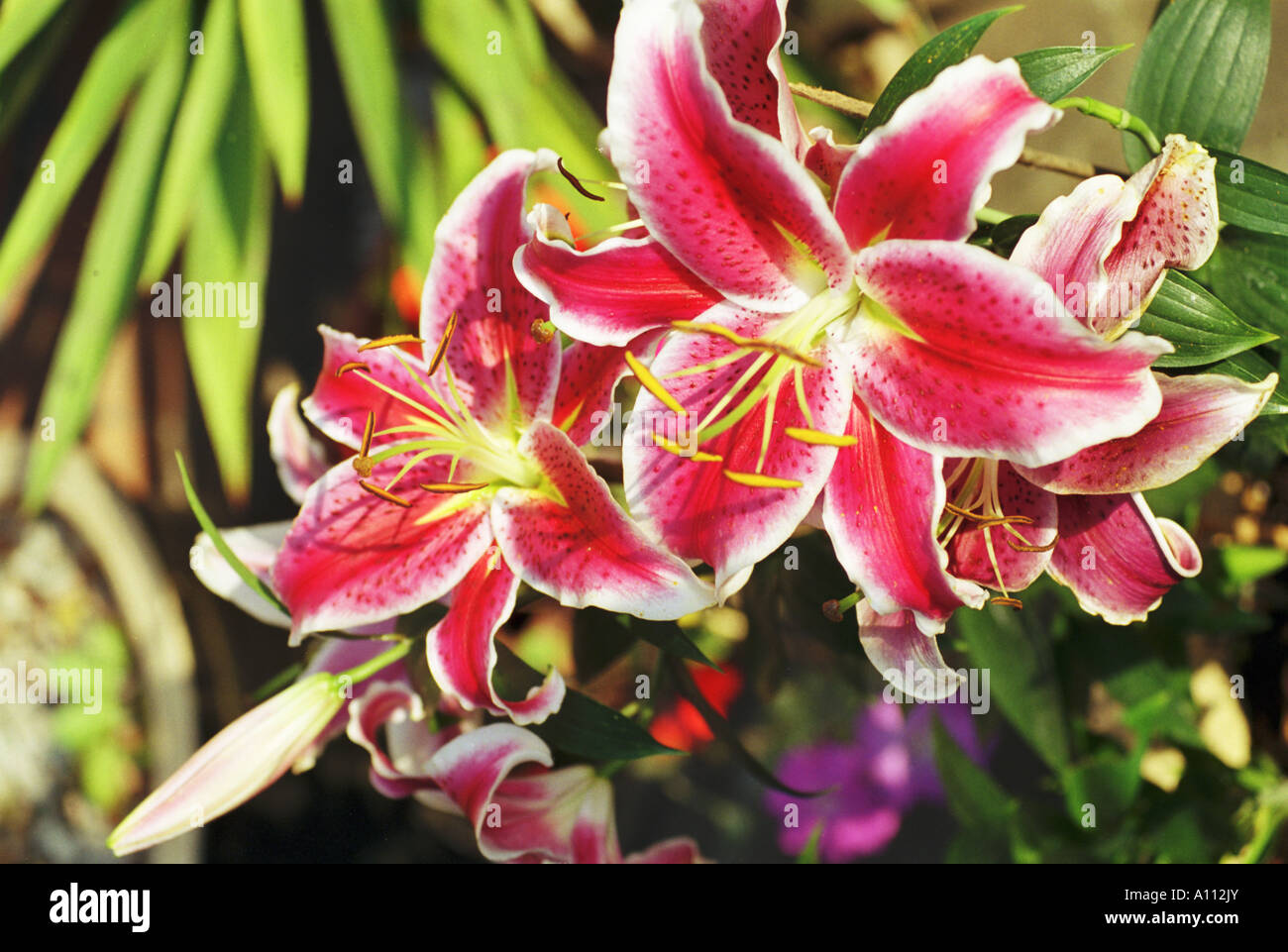 Stargazer lilies hi-res stock photography and images - Alamy