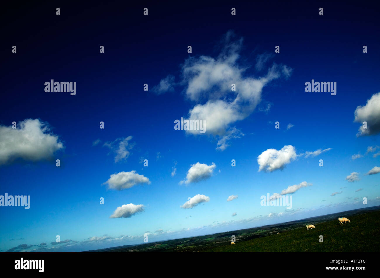 Two small sheep on a green meadow underneath blue sky with dark blue ...