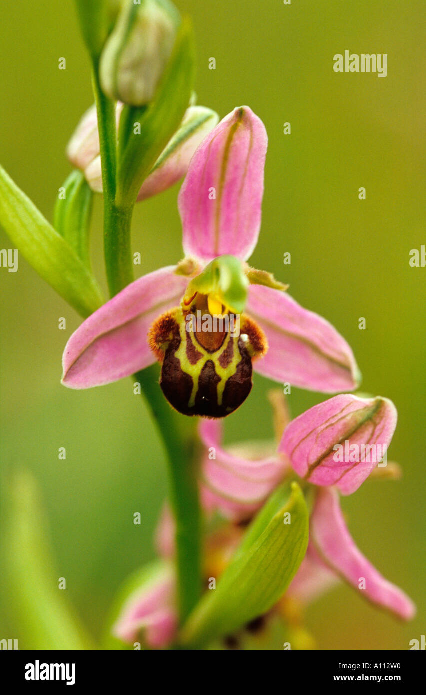 Bee Orchid (Ophrys apifera Stock Photo - Alamy