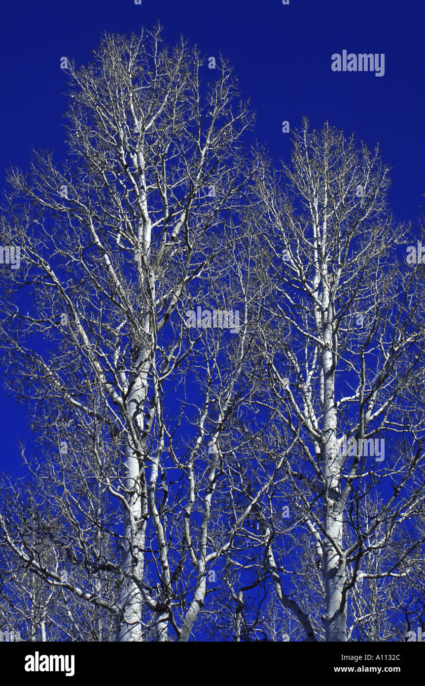 Aspen Trees Arizona USA America Stock Photo - Alamy