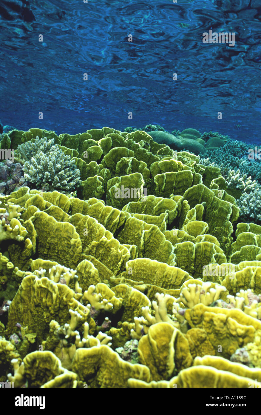 Reeftop hi-res stock photography and images - Alamy